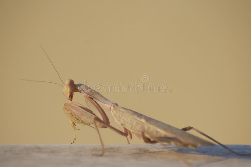 The Beautiful Mantis Religiosa in the Sunlight 5 Stock Image - Image of ...