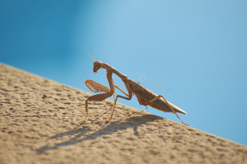 The Beautiful Mantis Religiosa in the Sunlight 8 Stock Photo - Image of ...