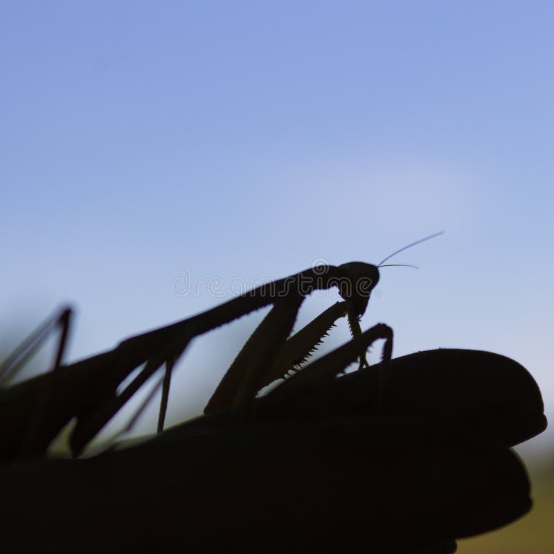 Beautiful mantis stock photo. Image of boat, night, orange - 125489838