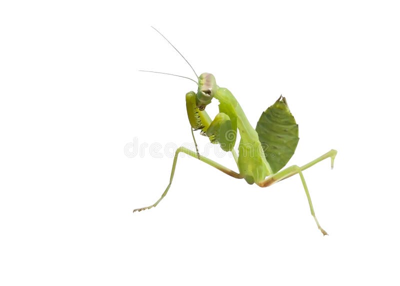 Beautiful mantis on white stock photo. Image of invertebrate - 124588826