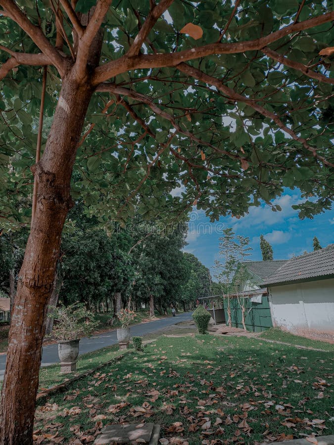 Beautiful Many Green Tree in the Park Stock Photo - Image of green ...