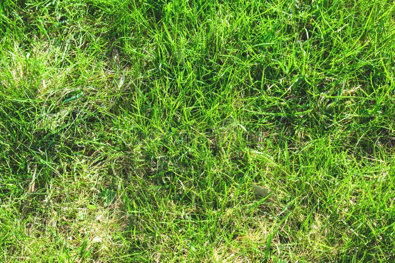 Beautiful Many Light Green Grass and Brown Rock Nature Texture on ...