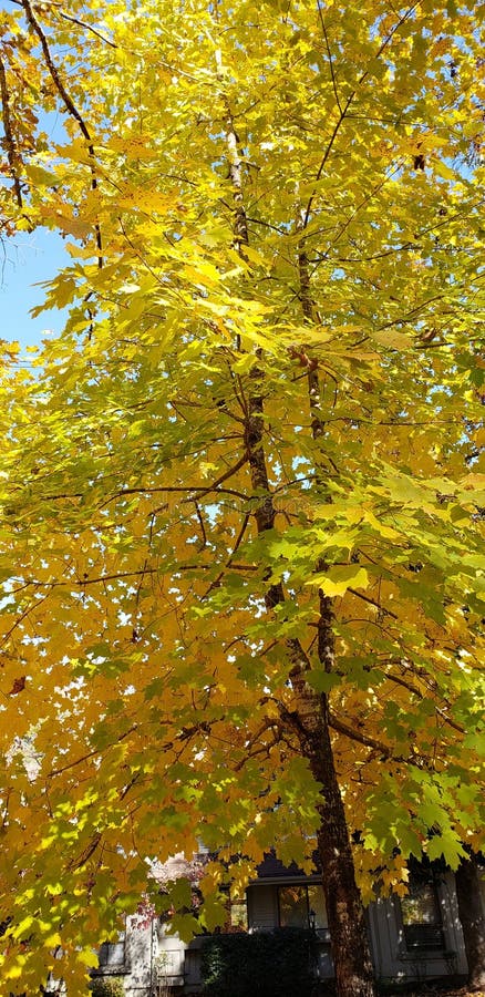 Tree stock image. Image of maple, bold, tree, colors - 131942789