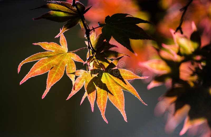 Beautiful Maple Leaf Against a Sunlight, in Spring Season at a ...