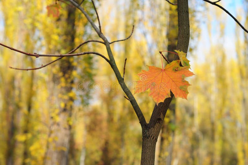 Beautiful Maple Leaf in the Autumn Stock Photo - Image of october ...