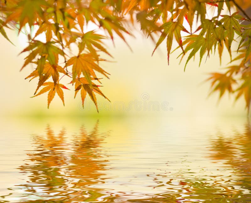 The beautiful maple leaf stock image. Image of leaves - 30870239