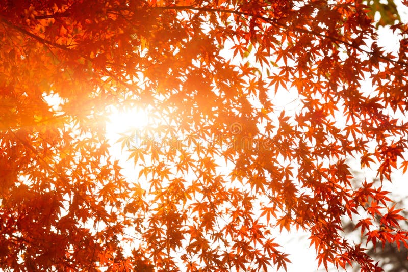 The beautiful maple leaf stock image. Image of pattern - 30870453