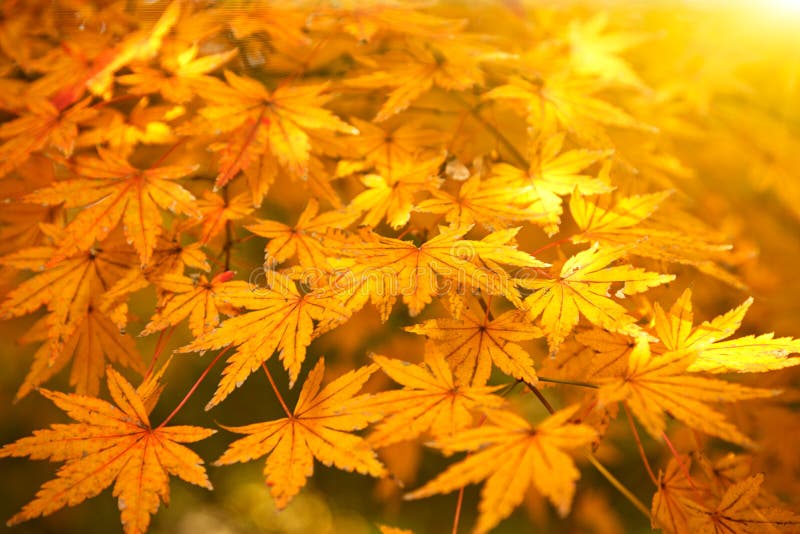 The beautiful maple leaf stock photo. Image of natural - 30870644