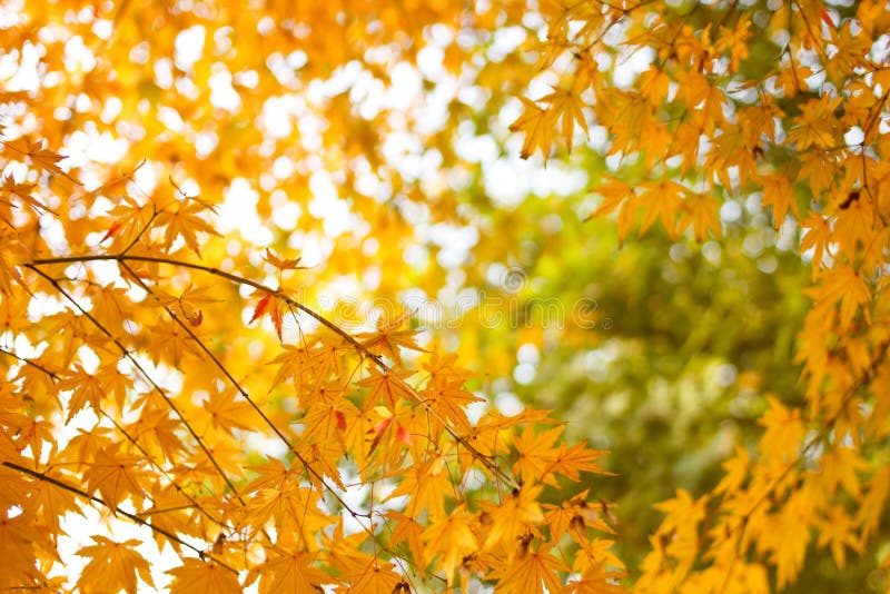 The beautiful maple leaf stock photo. Image of spring - 30871200