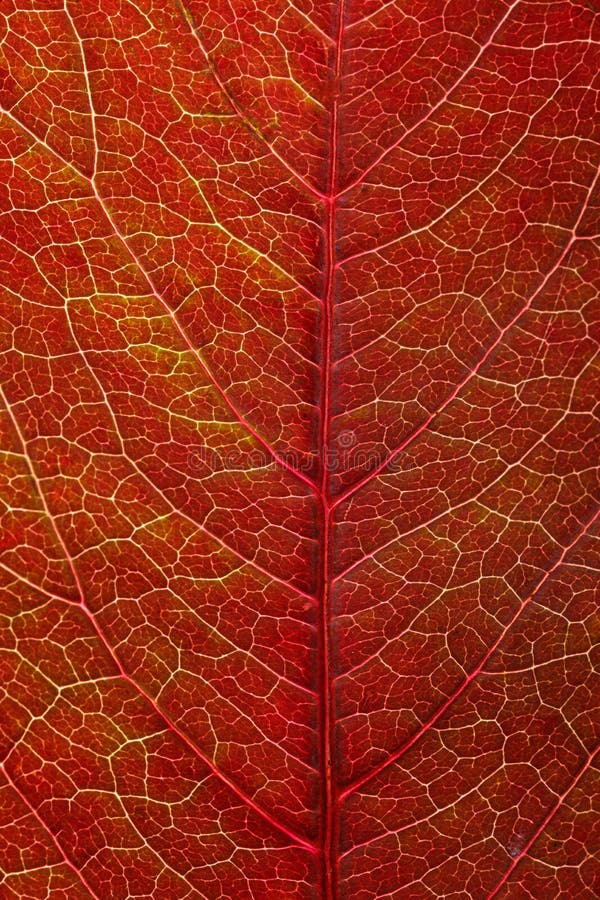 Beautiful Maple Leaf Close Up. Background for Design Stock Image ...