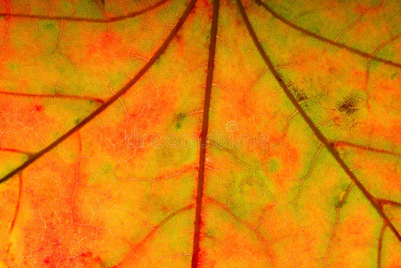 Beautiful Maple Leaf Close Up. Background for Design Stock Image ...