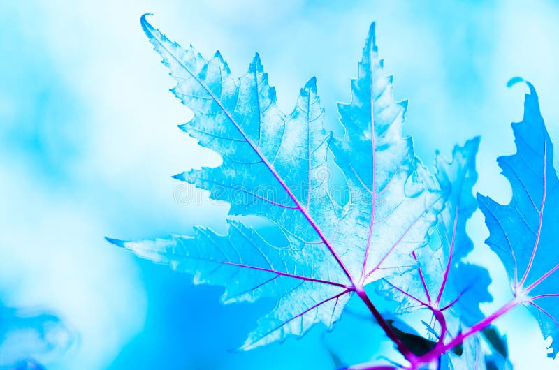 Beautiful Maple Leaf Icy Winter Stock Image - Image of natural, pattern ...