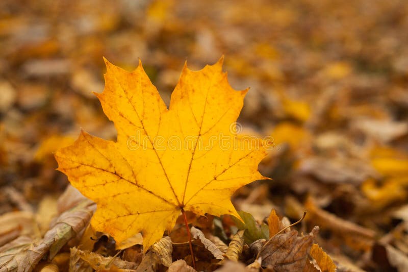 Beautiful Maple Leaf on the Sun Against Fall Blurred Background. Stock ...