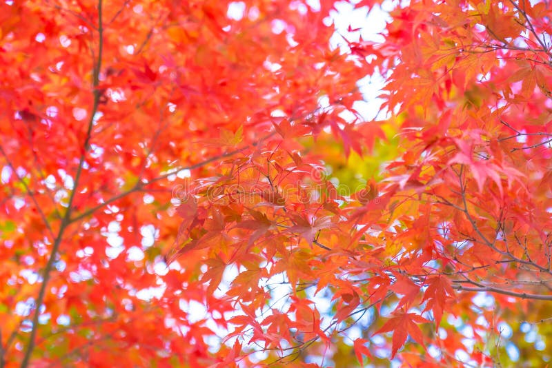 Beautiful Maple Leaf Tree in Autumn Season Stock Image - Image of ...