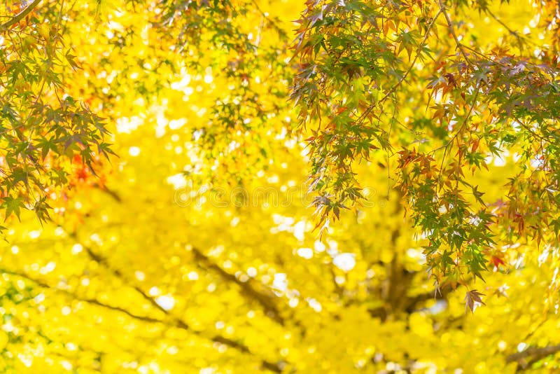 Beautiful Maple Leaf Tree in Autumn Season Stock Photo - Image of color ...