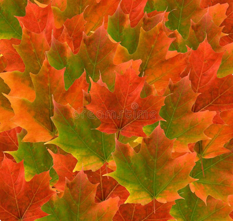Beautiful maple leaves stock photo. Image of autumn, tree - 21680720