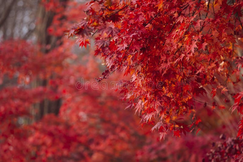 Beautiful Maple Leaves in Autumn, Beautiful Autumn Leave Background ...