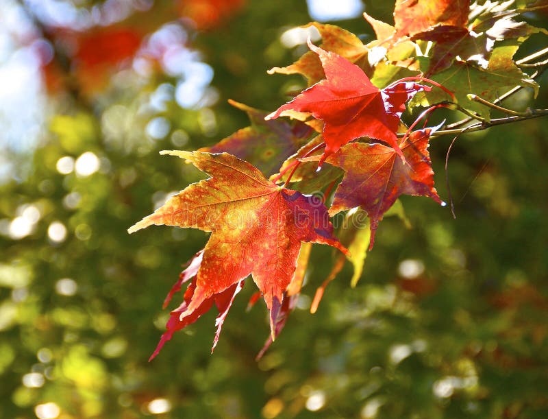 The Beautiful Maple Leaves Closeup Stock Image - Image of decoration ...