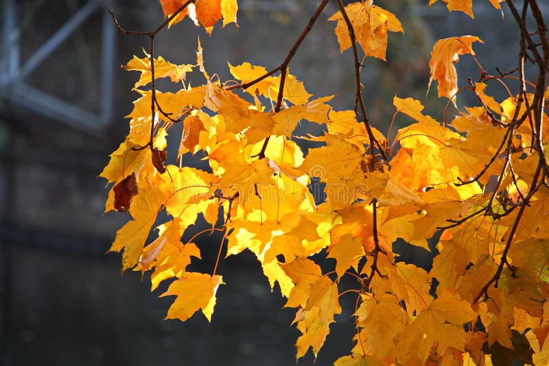 Beautiful Maple Leaves Glow in the Sun Stock Image - Image of tree ...