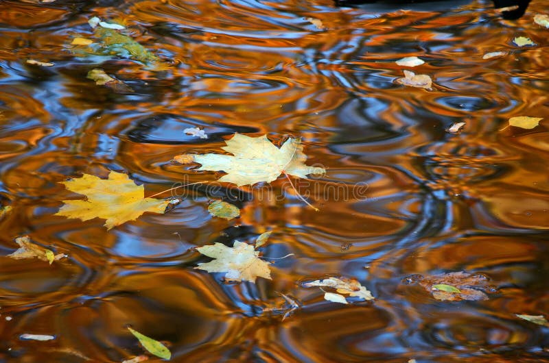 Beautiful Maple Leaves in Golden Reflection of Water Stock Image ...