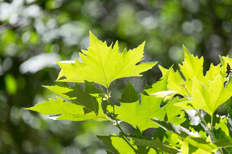Beautiful Maple Leaves in Nature Stock Image - Image of background ...