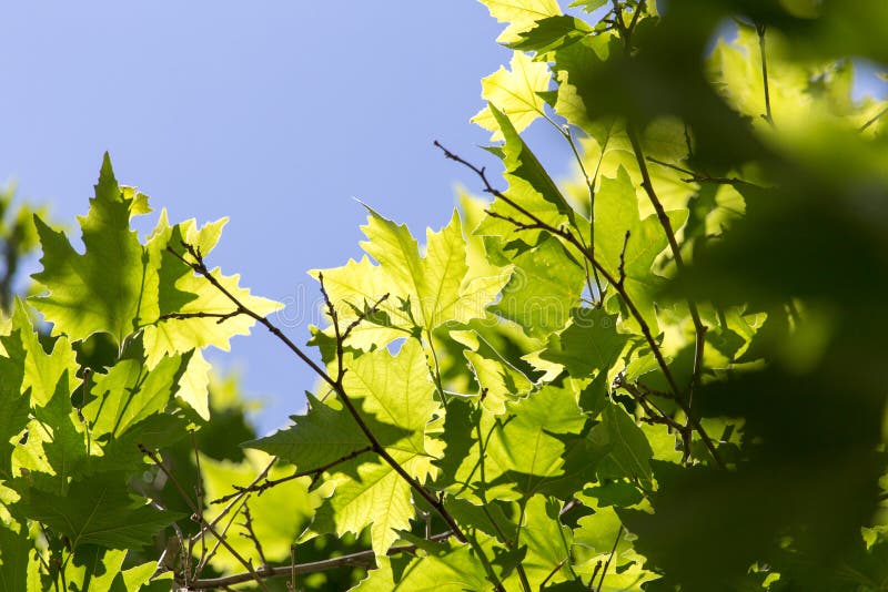 Beautiful Maple Leaves in Nature Stock Image - Image of foliage, sunny ...