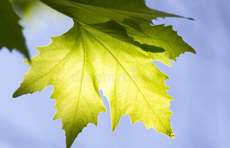 Beautiful Maple Leaves in Nature Stock Photo - Image of leaf, tree ...