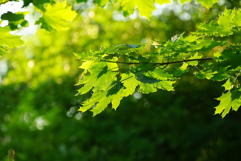 Beautiful Maple Leaves in the Park for Background Stock Photo - Image ...