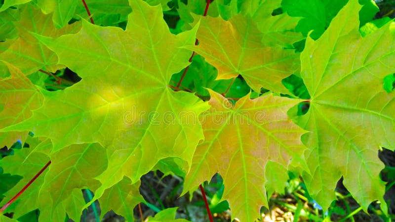 Beautiful maple leaves. stock image. Image of natural - 117655887