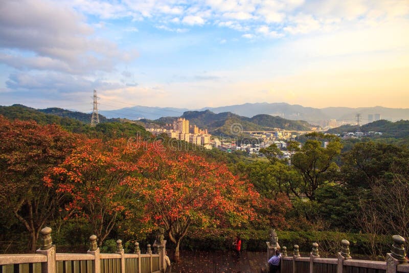 Beautiful Red Maple Leaf on Wooden Table Close Up. Stock Photo - Image ...
