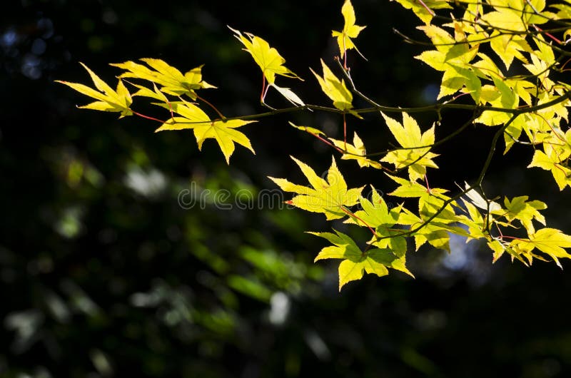 Beautiful Maple in Sunlight Stock Image - Image of green, maple: 46370857