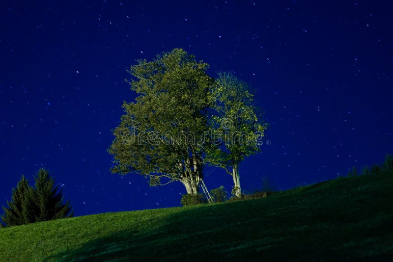 Beautiful Maple Tree in the Alps at Night with Stars in the Background ...