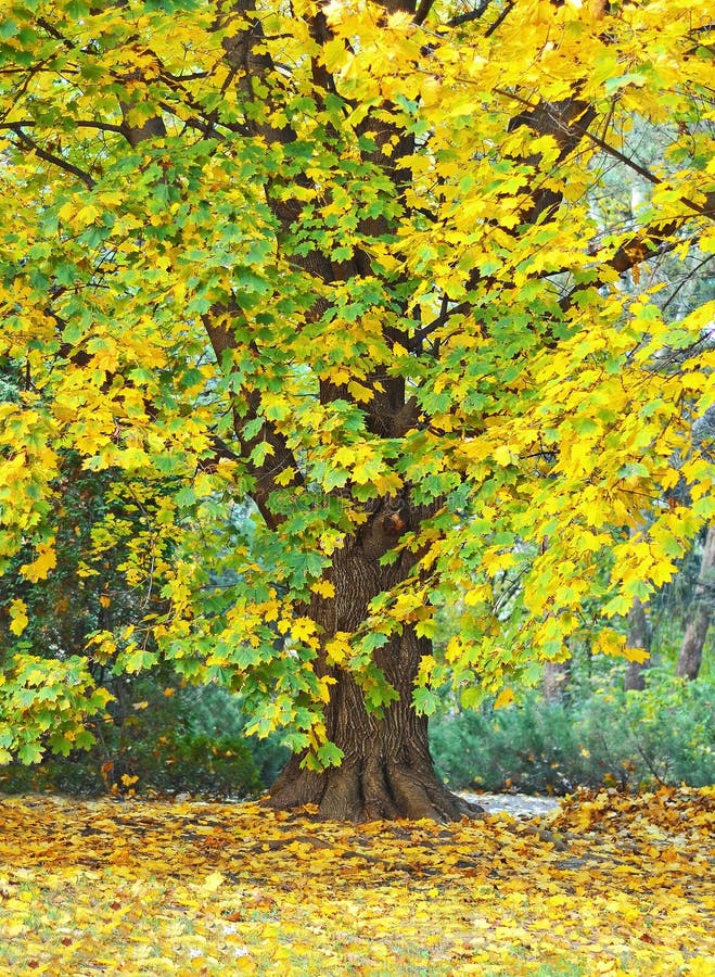 Beautiful Maple Tree in Autumn Park Stock Image - Image of beautiful ...