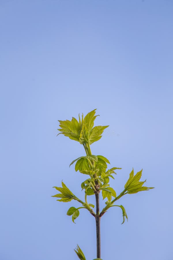 Beautiful Maple Tree Blossoms on a Natural Background Stock Image ...