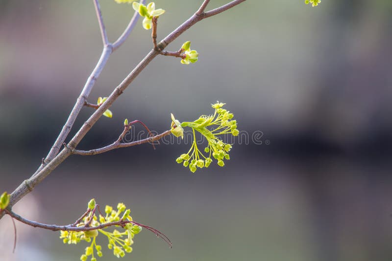 Beautiful Maple Tree Blossoms on a Natural Background Stock Photo ...