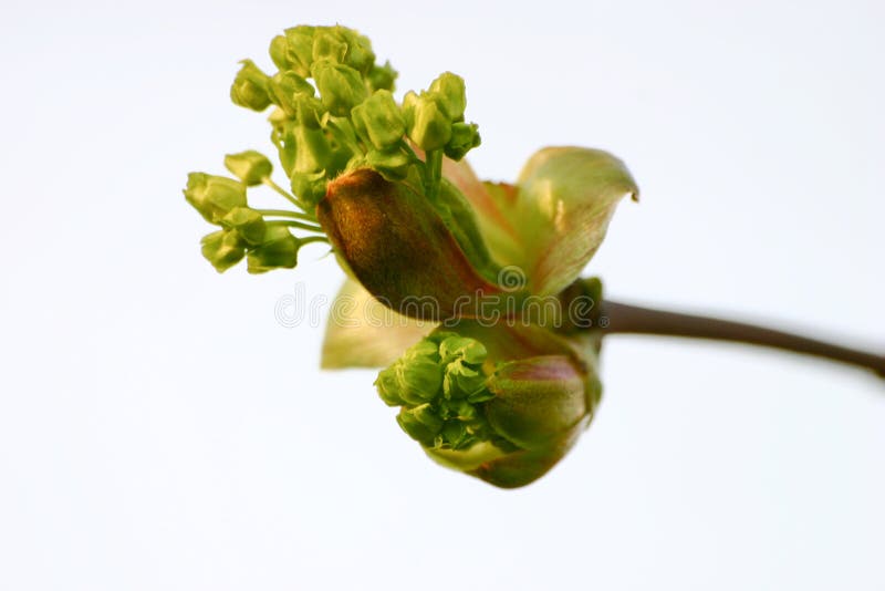Beautiful Maple Tree Blossoms in Spring Stock Image - Image of bright ...