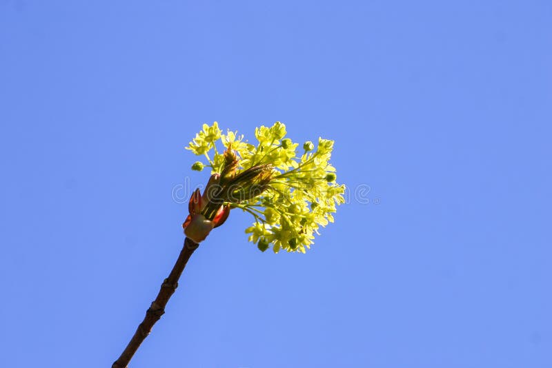 Beautiful Maple Tree Blossoms in Spring Stock Image - Image of birth ...