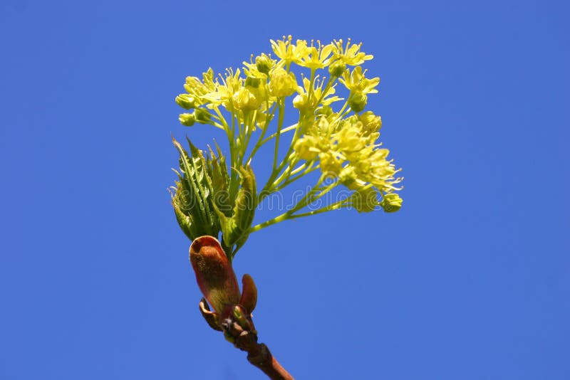 Beautiful Maple Tree Blossoms in Spring Stock Image - Image of habitat ...