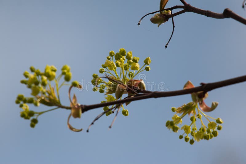 Beautiful Maple Tree Blossoms in Spring Stock Image - Image of fresh ...