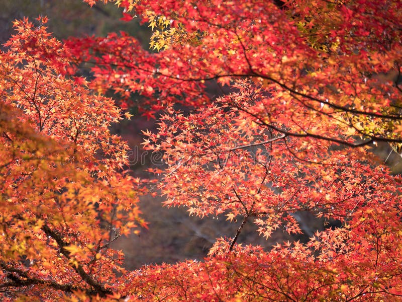 Beautiful Maple Tree Branches in Autumn Stock Photo - Image of color ...
