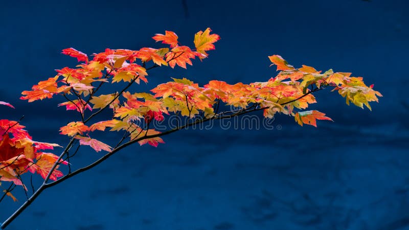 Beautiful Maple Tree with Colorful Leaves in a Forest Stock Photo ...