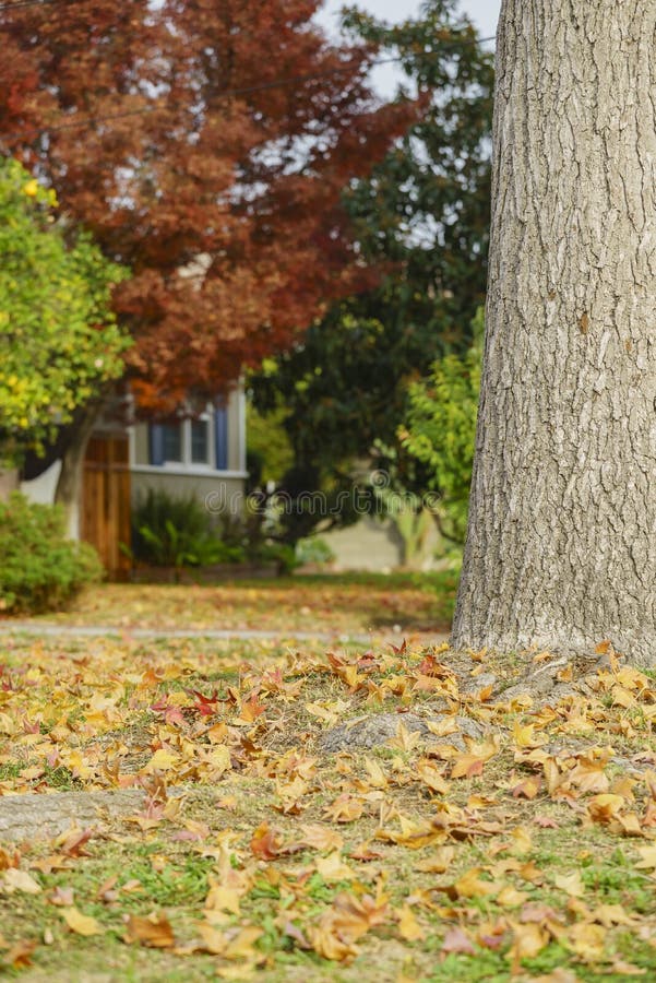 Beautiful Maple Tree with Fall Color in Front of a House Stock Photo ...