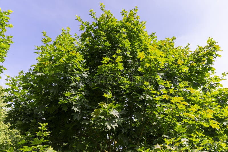 Beautiful Maple Tree Foliage with Green Foliage Stock Image - Image of ...