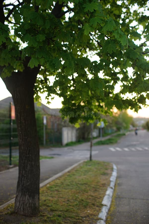 Beautiful Maple Tree with Green Leaves Grows Near the Road Stock Photo ...