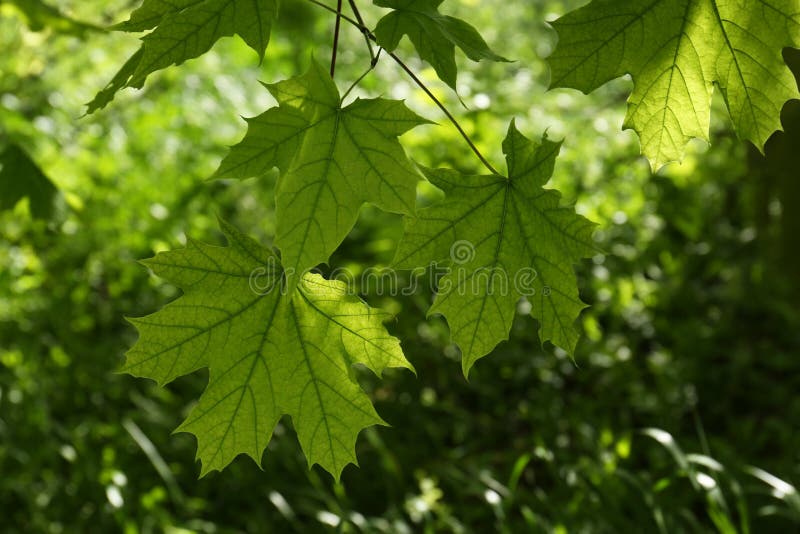 Beautiful Maple Tree with Green Leaves Outdoors, Closeup Stock Image ...