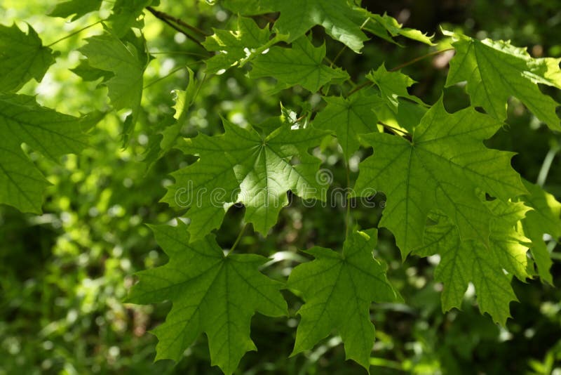 Beautiful Maple Tree with Green Leaves Outdoors, Closeup Stock Image ...