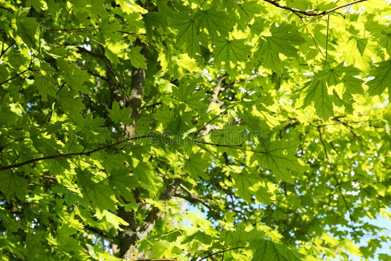 Beautiful Maple Tree with Green Leaves Outdoors, Low Angle View Stock ...