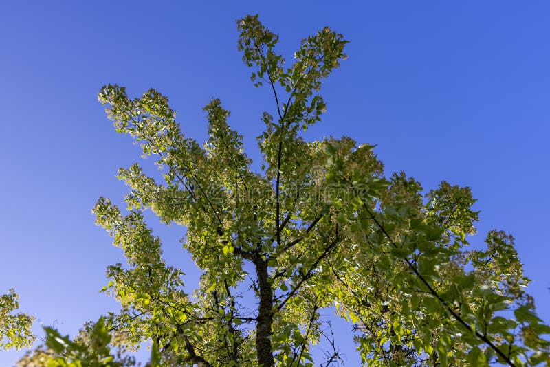 A Beautiful Maple Tree in May in Spring Stock Image - Image of sunshine ...