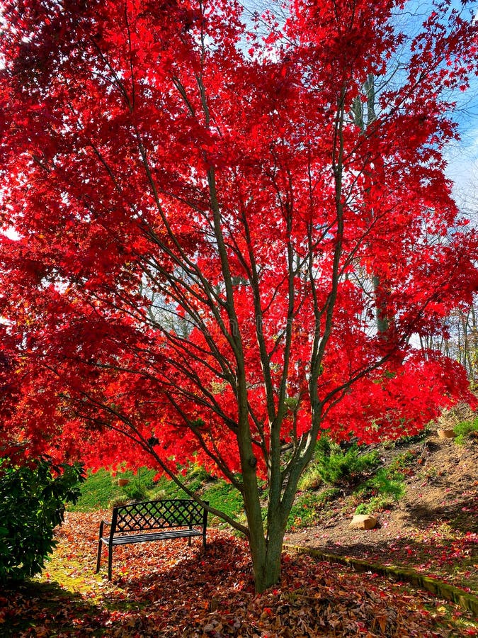 Beautiful Maple Tree with a Metal Bench Under it Stock Image - Image of ...