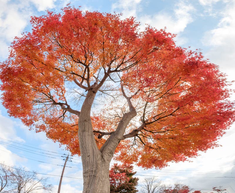 Beautiful Maple Tree Red Leaves in Autumn Stock Photo - Image of momiji ...